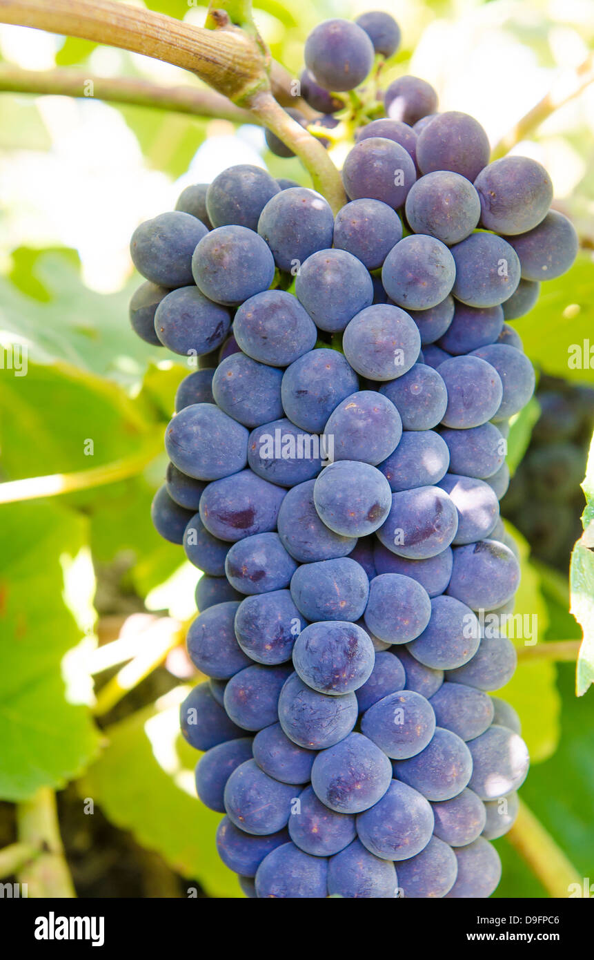 Kelowna canada vineyard hi-res stock photography and images - Alamy