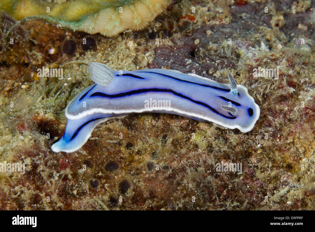 Chromodoris hi-res stock photography and images - Alamy
