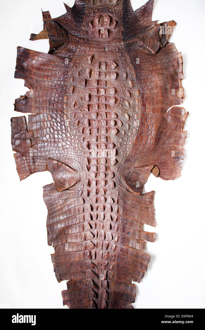 The skin of a crocodile Stock Photo - Alamy