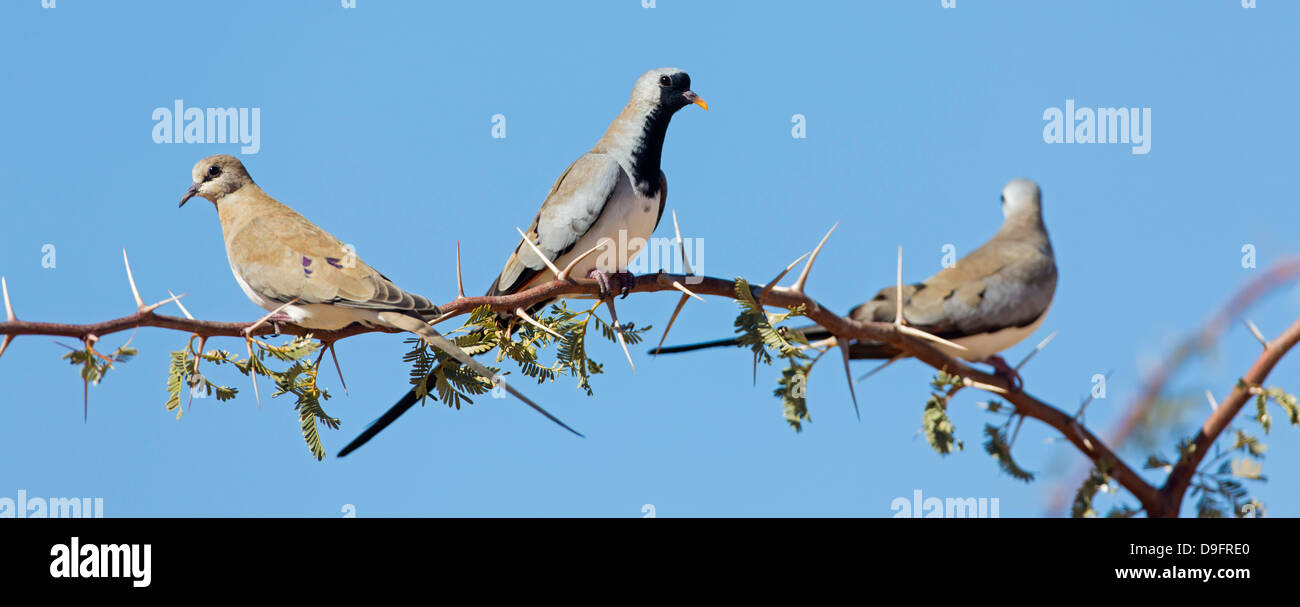 Oena capensis capensis hi-res stock photography and images - Alamy