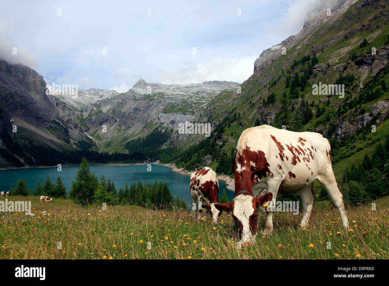 Cows grazing in the meadow above Rawyl reservoir, Valais region, Swiss ...