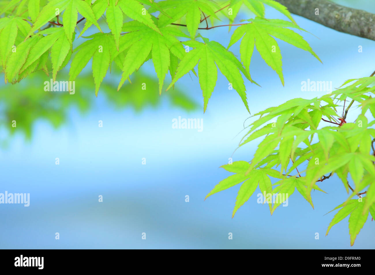 Green maple leaves Stock Photo - Alamy