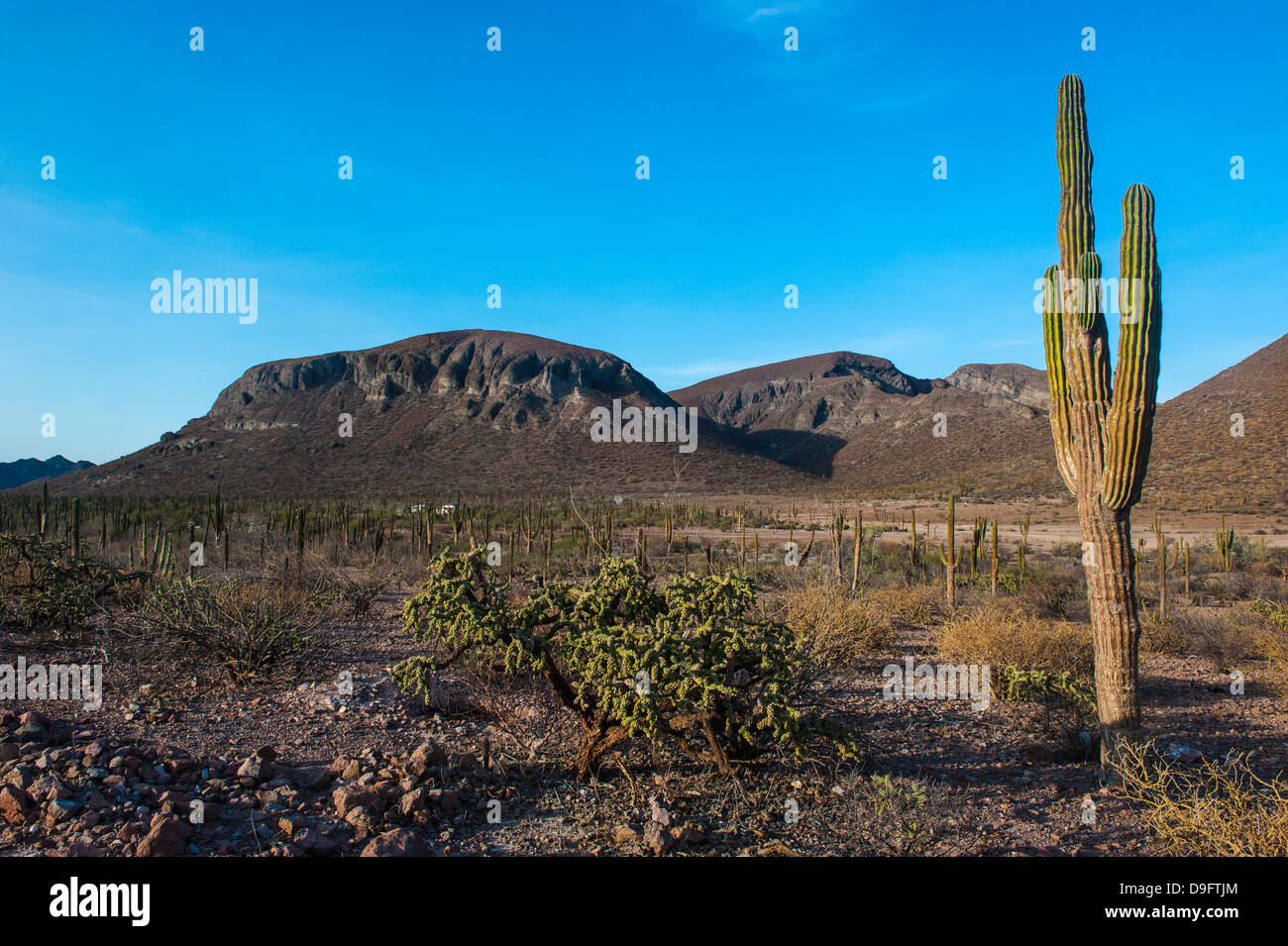 Cactus trees in the countryside near La Paz, Baja California, Mexico ...