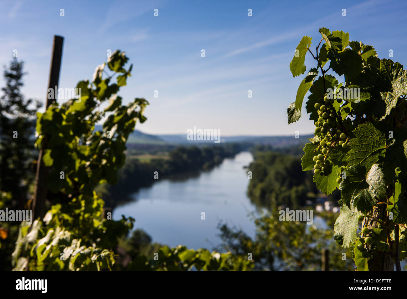 Vines above the Main valley, Franconia, Bavaria, Germany Stock Photo ...