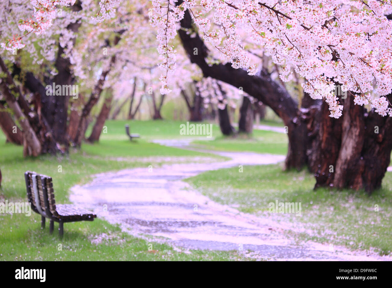 Cherry blossoms and bench Stock Photo - Alamy