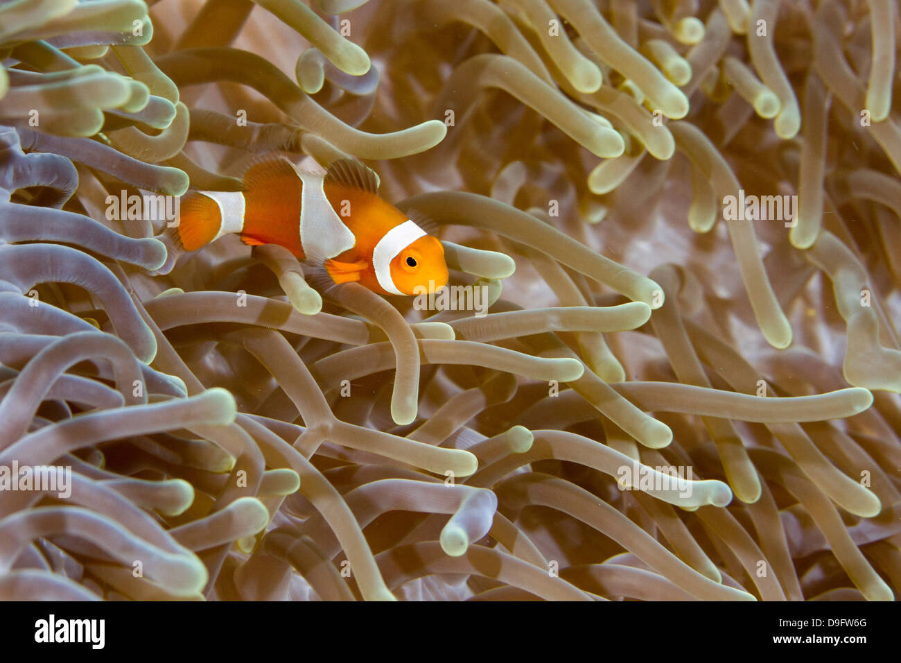 Common clownfish - Amphiprion ocellaris, Borneo, Malaysia Stock Photo - Alamy