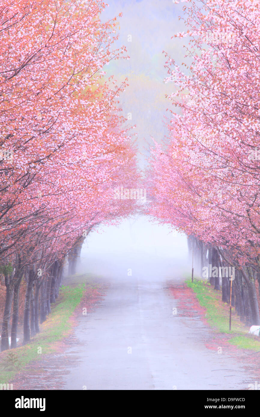 Cherry blossom tunnel, Aomori Prefecture Stock Photo - Alamy