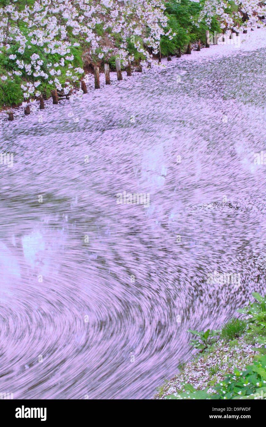Cherry blossoms in a water stream Stock Photo - Alamy