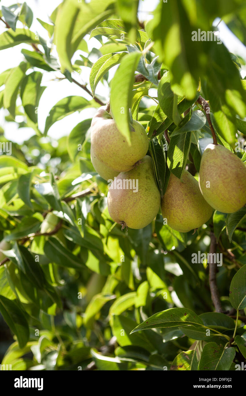 Pears on tree Stock Photo - Alamy
