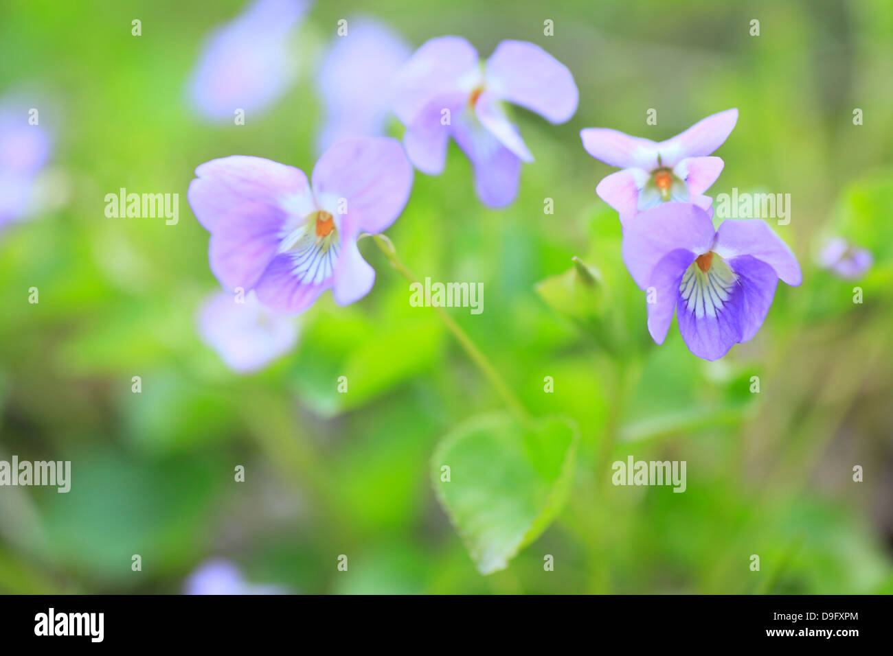 Very pale violet flowers hi-res stock photography and images - Alamy