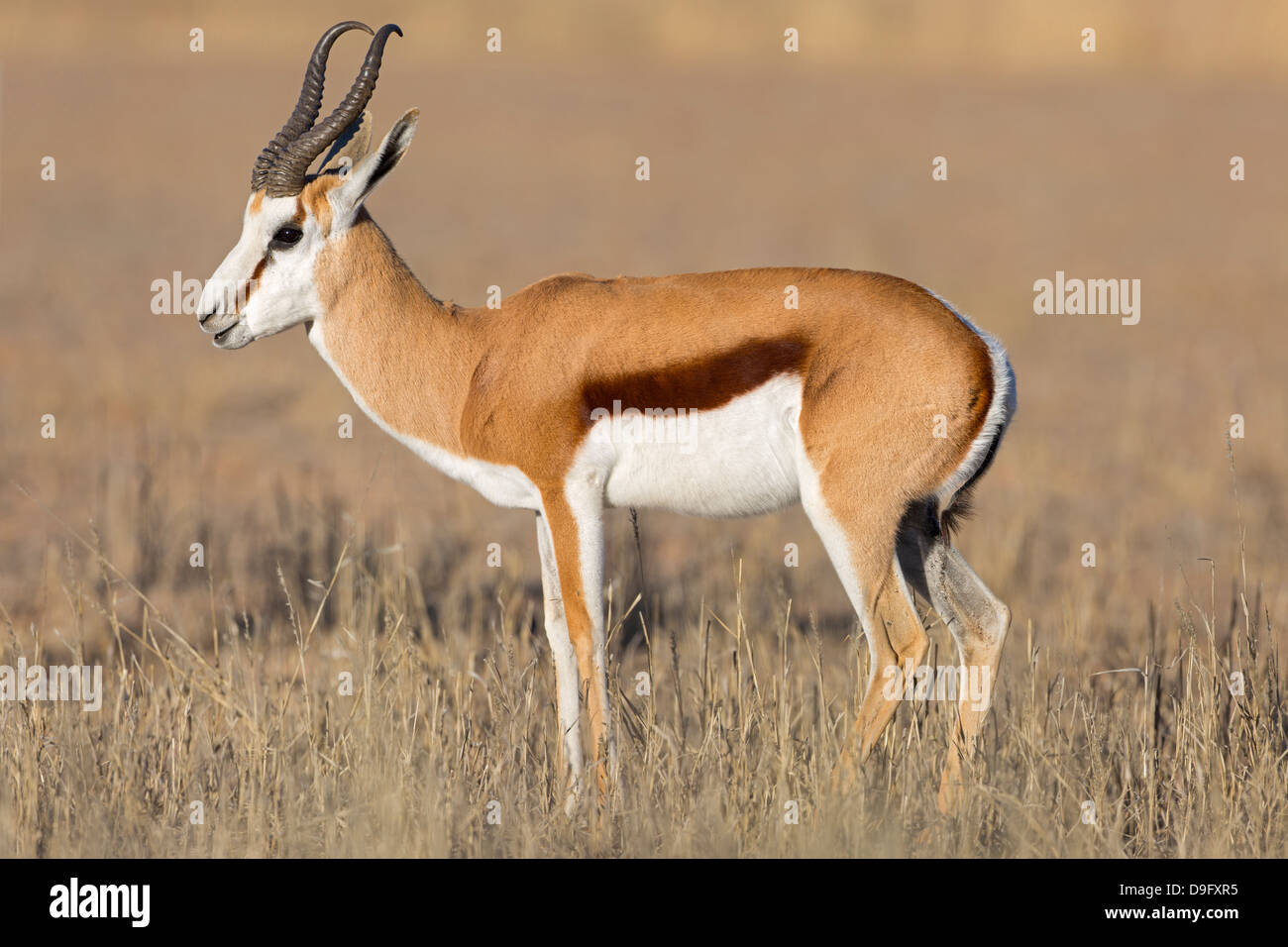 Springbock, Springbok, Antidorcas marsupialis Stock Photo - Alamy