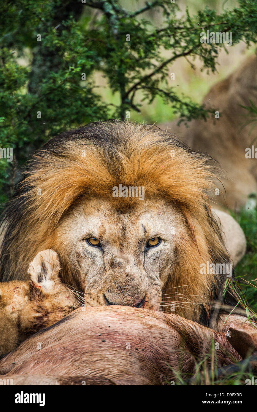 Lion And Carcass High Resolution Stock Photography and Images - Alamy