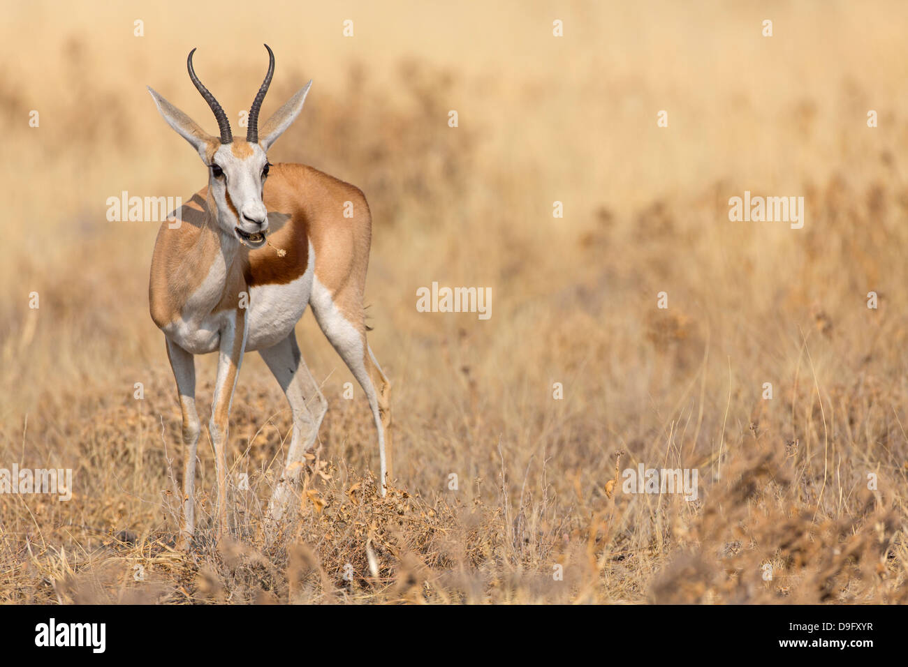 Springbock, Springbok, Antidorcas marsupialis Stock Photo - Alamy