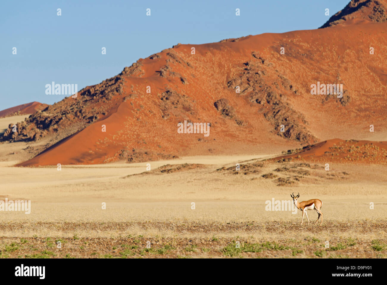 Springbock, Springbok, Antidorcas marsupialis Stock Photo - Alamy