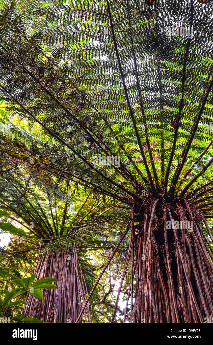 Tree fern in the rain forest hi-res stock photography and images - Alamy