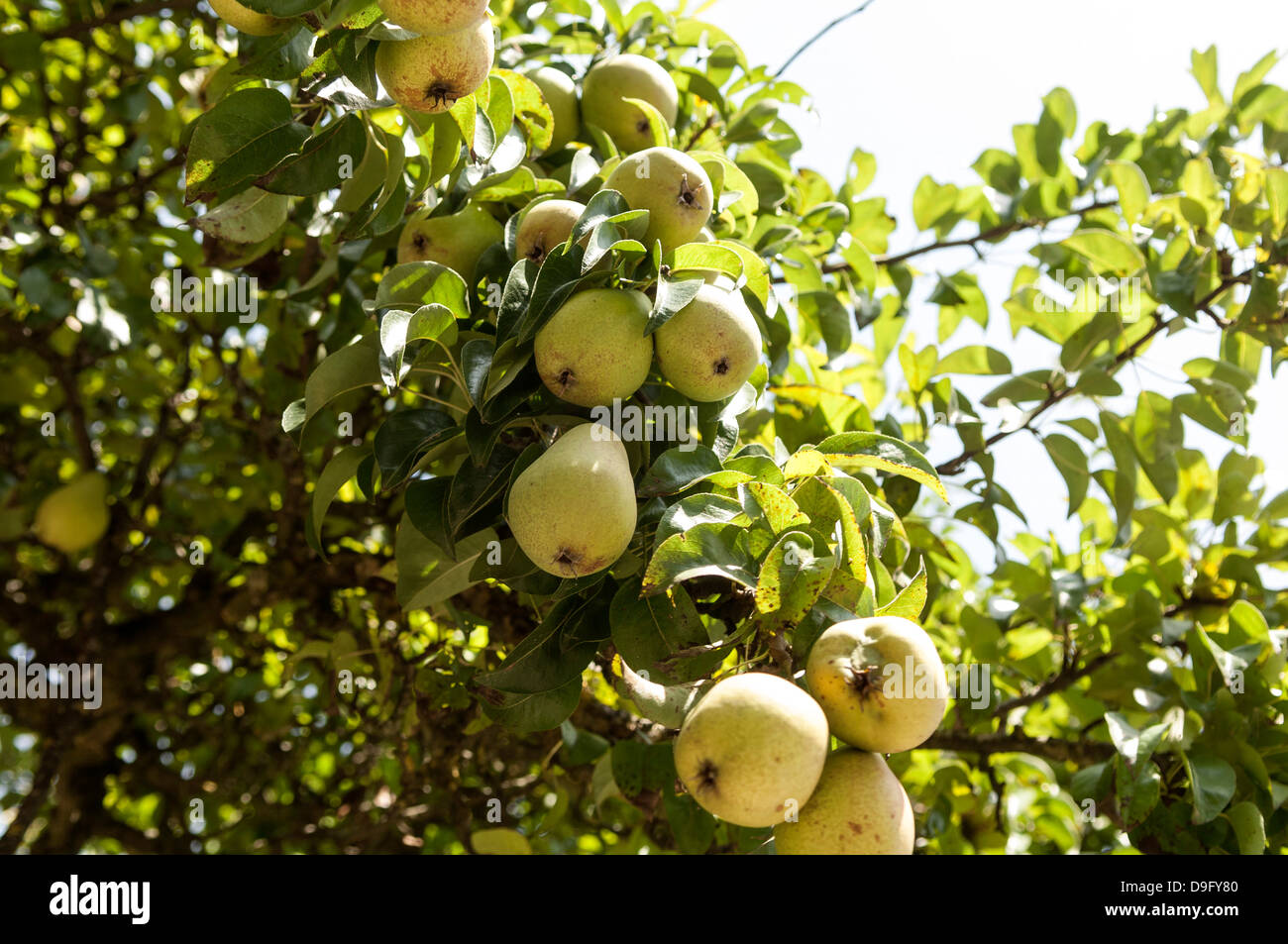 Pears on tree Stock Photo - Alamy