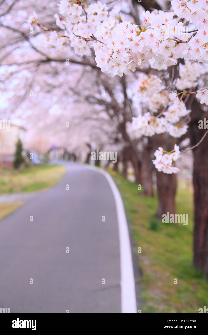 Cherry blossoms and road Stock Photo - Alamy