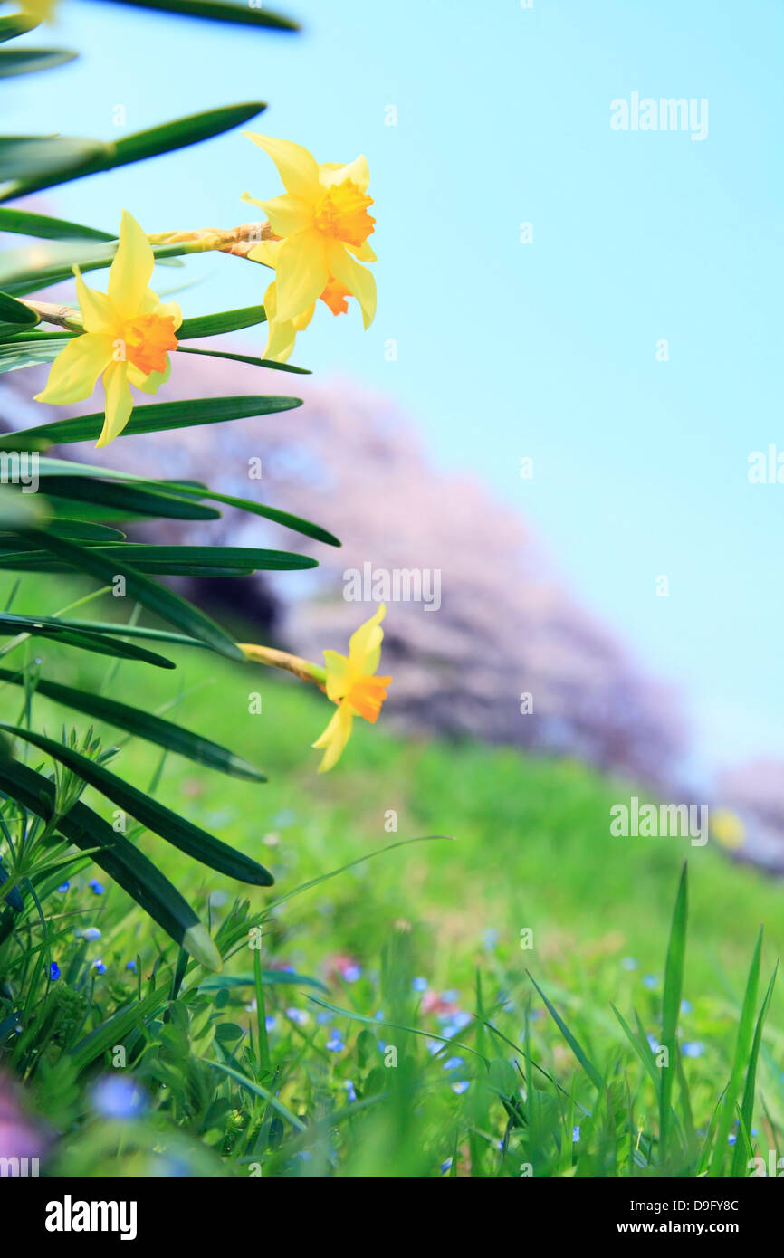 Tussock flower hi-res stock photography and images - Alamy