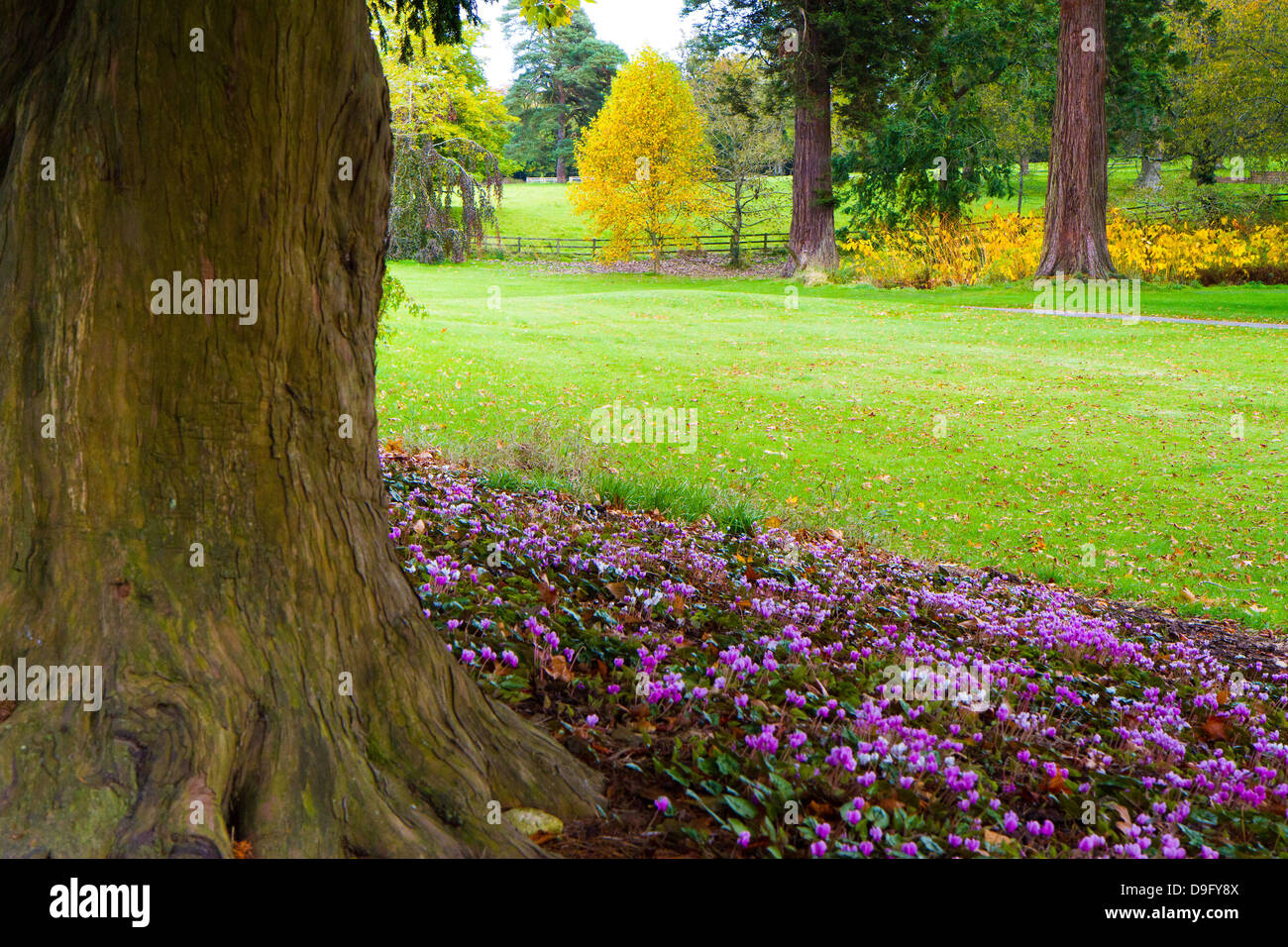 Pink flowers under a tree in a beautiful English park Stock Photo - Alamy