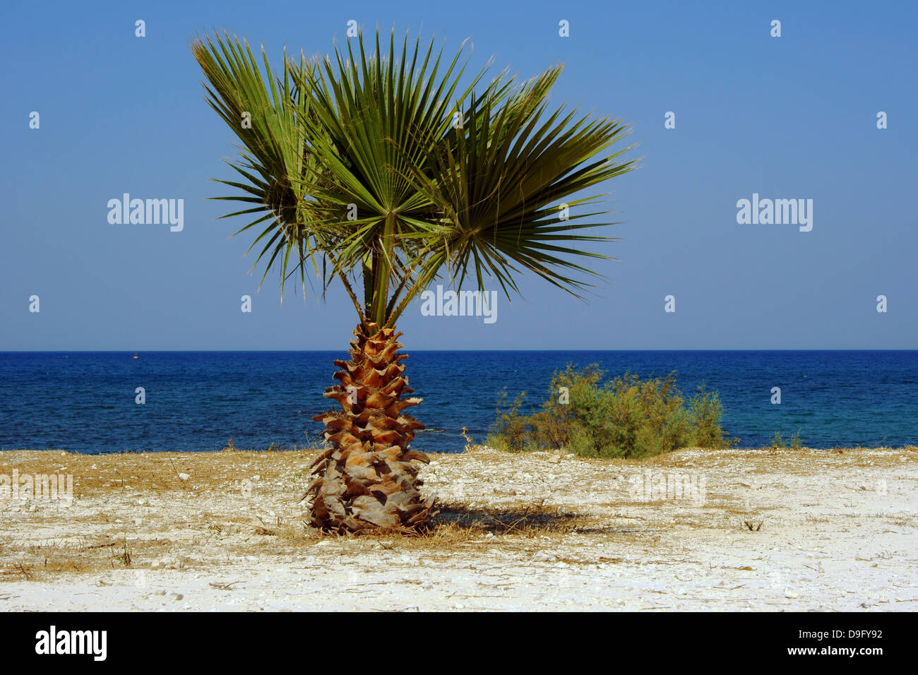 Palm tree on beach, Zakynthos island, Greece Stock Photo - Alamy