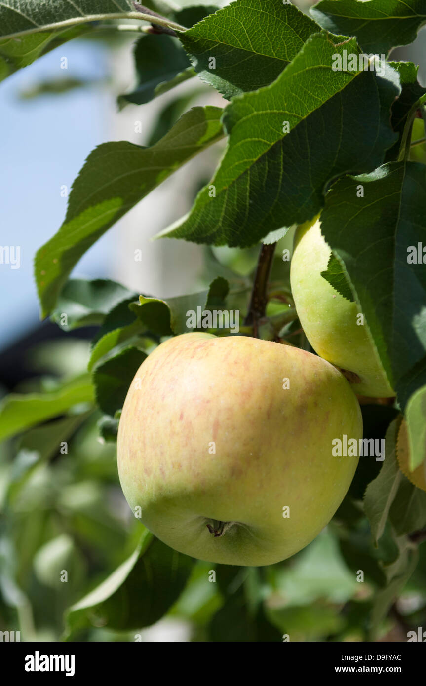 Big apple tree hi-res stock photography and images - Alamy