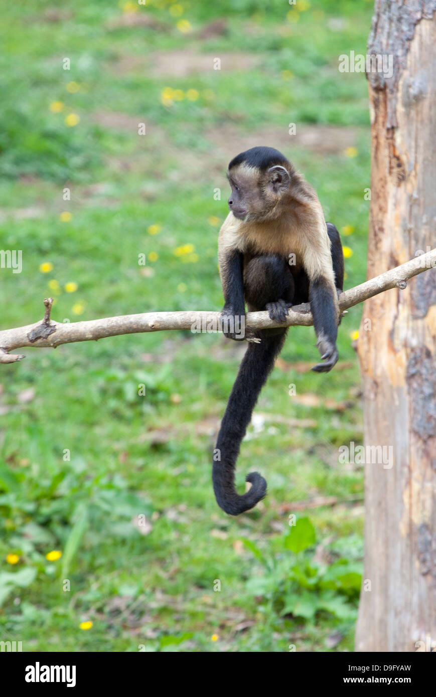 A Brown Capuchin sitting in a tree Stock Photo - Alamy