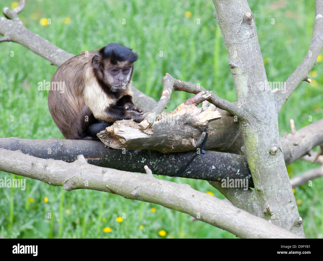 A Brown Capuchin sitting in a tree Stock Photo - Alamy