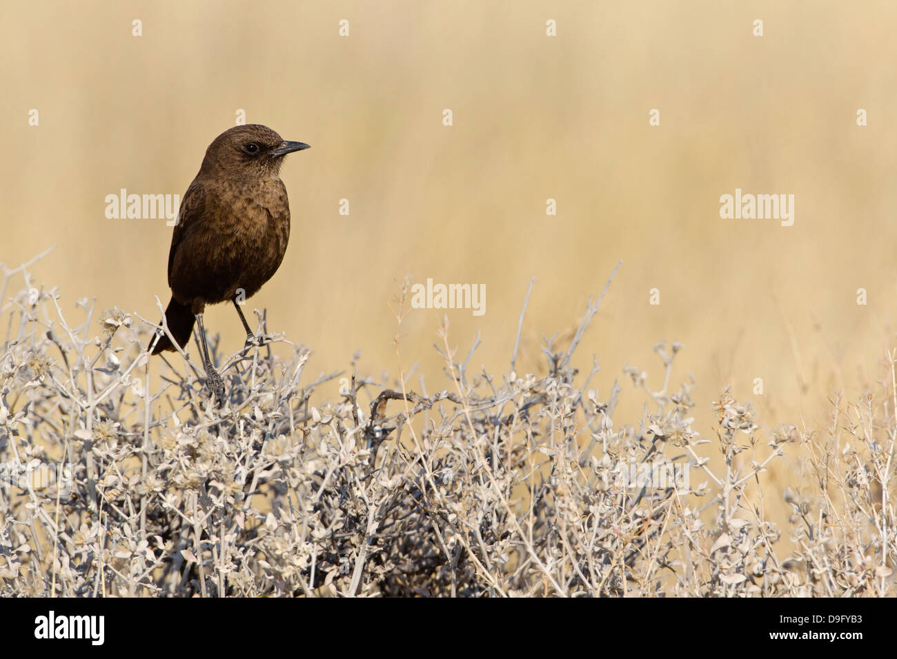 Southern Anteater Chat, Southern Anteater-Chat, Myrmecocichla ...