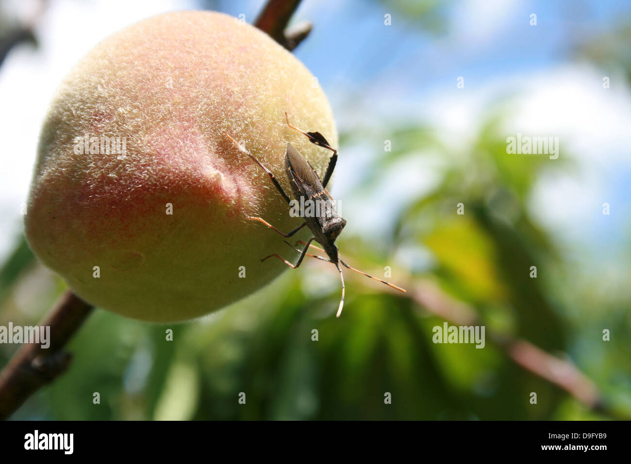 A flying insect standing on a peach on a tree in an orchard in ...
