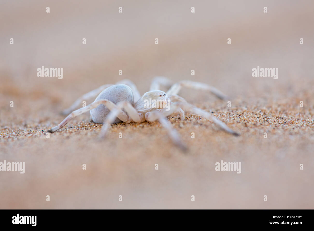Leucorchestris arenicola, Dancing White Lady Spider, Africa Stock Photo ...