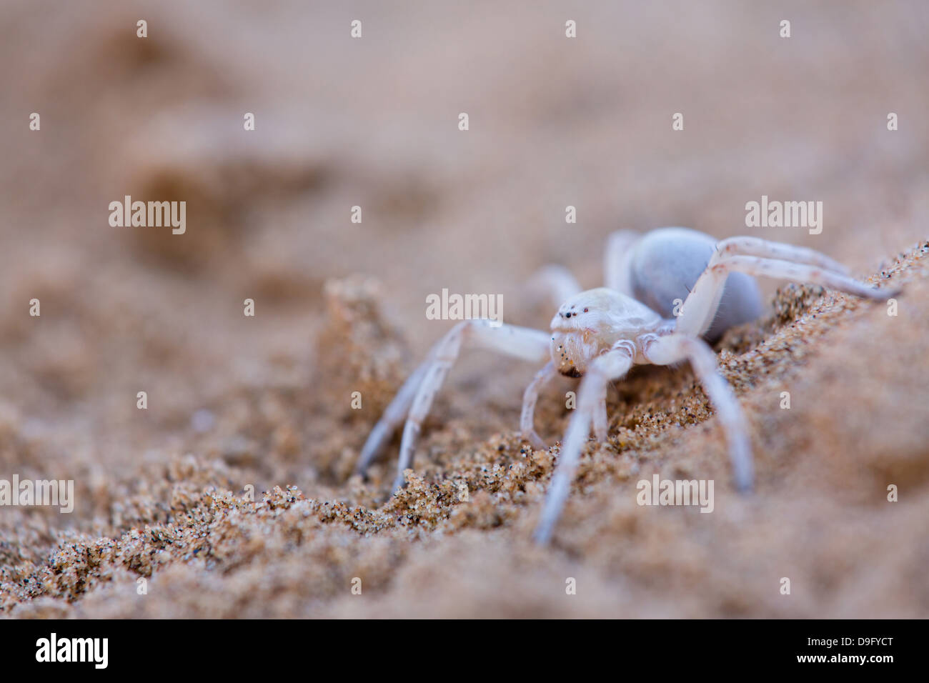 Leucorchestris arenicola, Dancing White Lady Spider, Africa Stock Photo ...