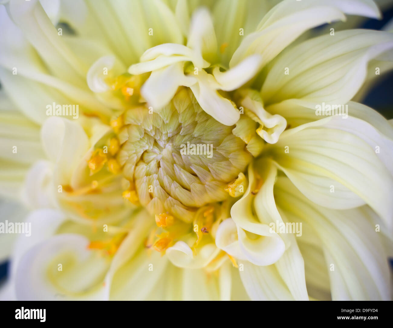 Photo texture flower hi-res stock photography and images - Alamy