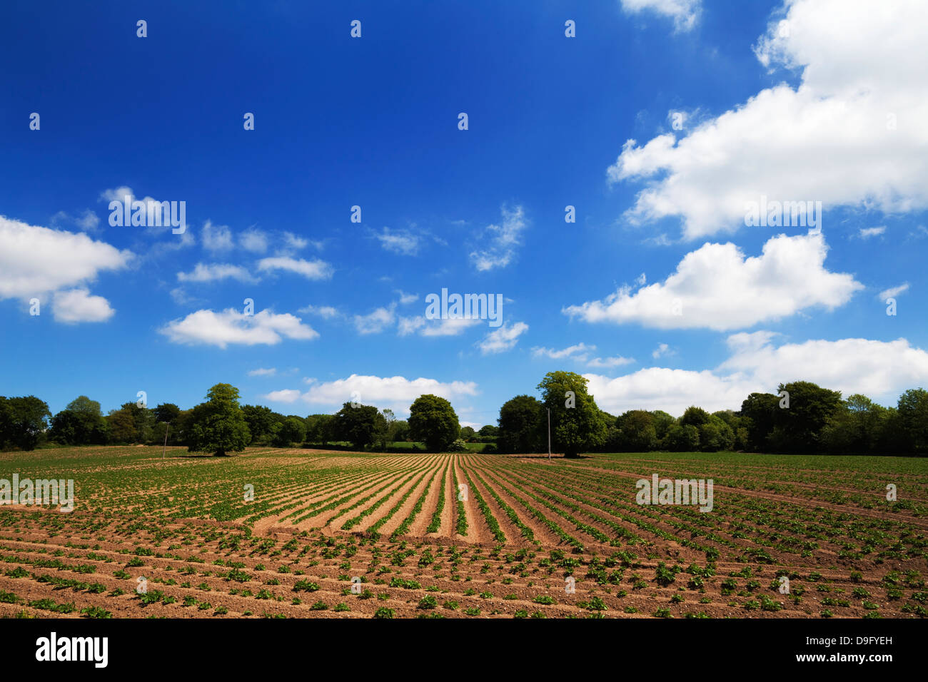 Potato farm ireland hi-res stock photography and images - Alamy