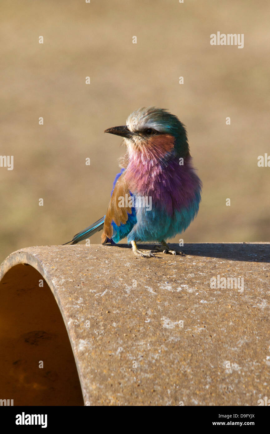 Lilac breasted roller africa hi-res stock photography and images - Alamy