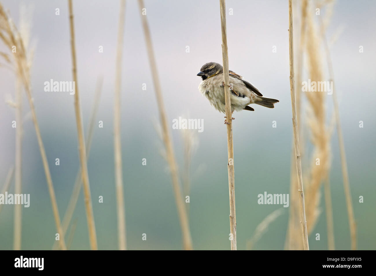 Dead Sea Sparrow, Moabsperling, Passer moabiticus Stock Photo - Alamy