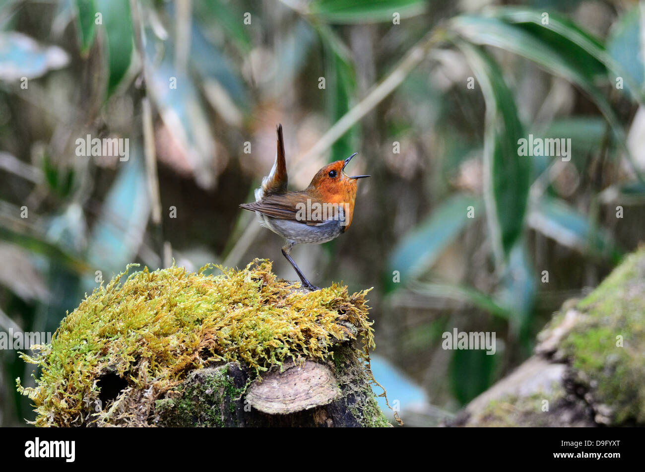 Robin side view hi-res stock photography and images - Alamy