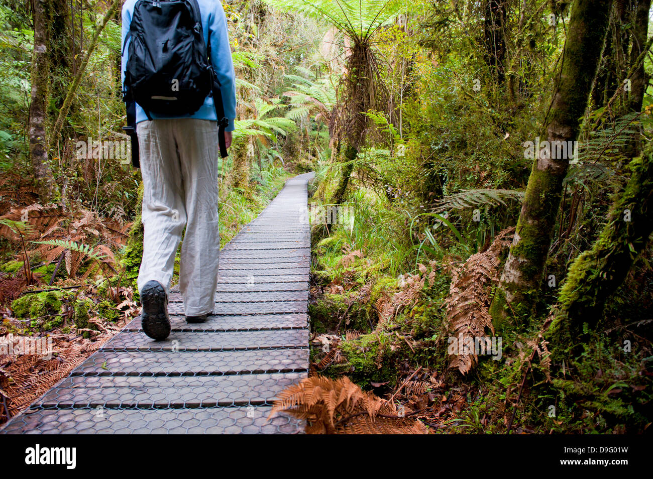 Tourist on the walkway in the forest surrounding Lake Matheson, Westland National Park, UNESCO ...