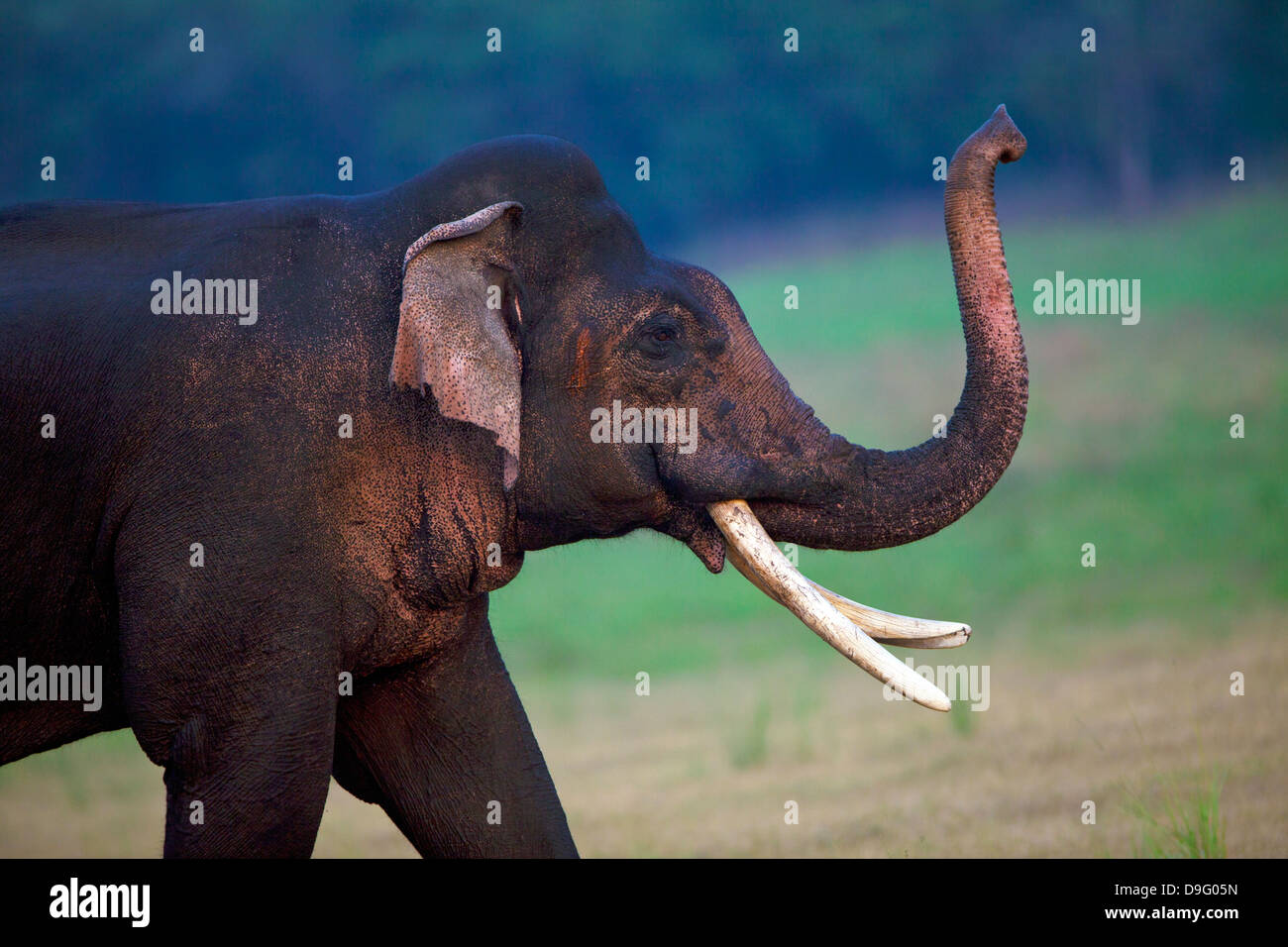 Elephant face closeup Stock Photo - Alamy