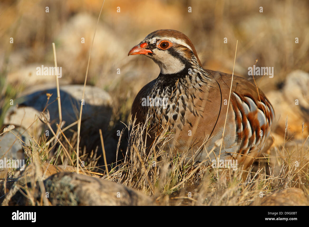Red-legged Partridge, Alectoris rufa, Rothuhn Stock Photo - Alamy