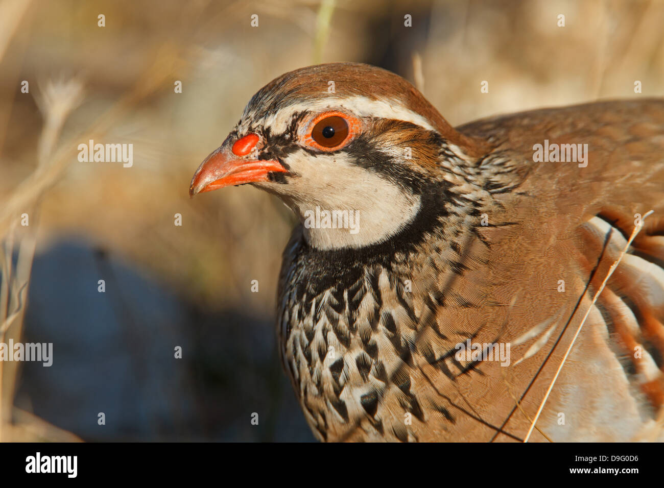 Red-legged Partridge, Alectoris rufa, Rothuhn Stock Photo - Alamy