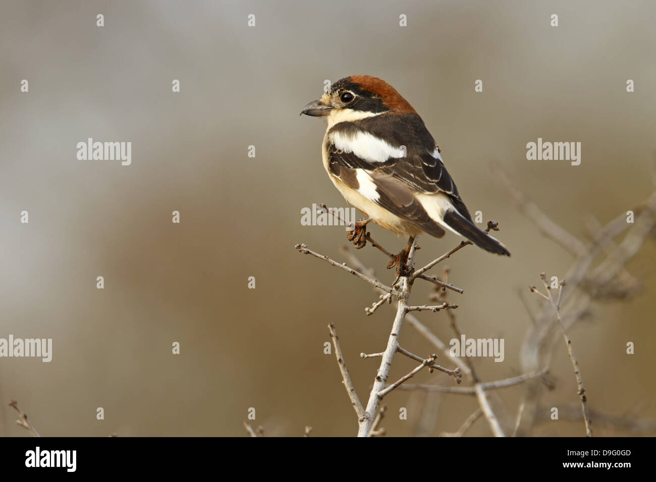 Woodchat Shrike, Lanius senator, Rotkopfwürger, Rotkopfwuerger Stock ...