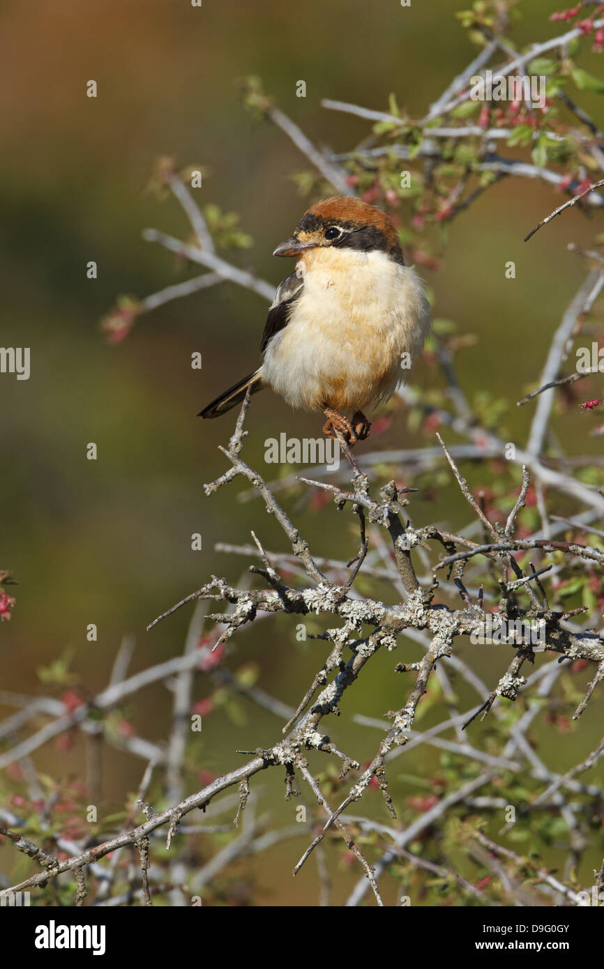 Woodchat Shrike, Lanius senator, Rotkopfwürger, Rotkopfwuerger Stock ...