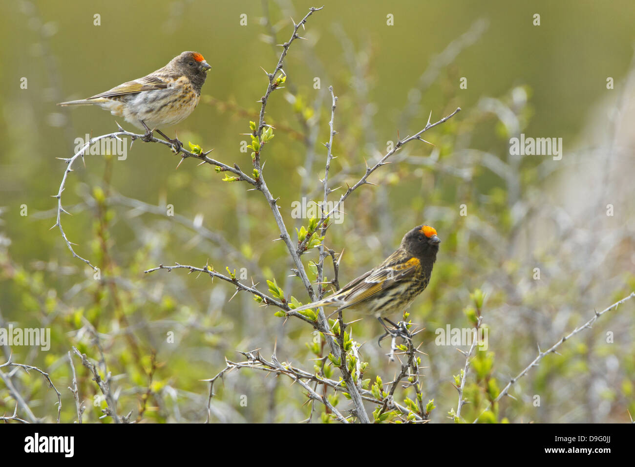 Fire fronted s hi-res stock photography and images - Alamy