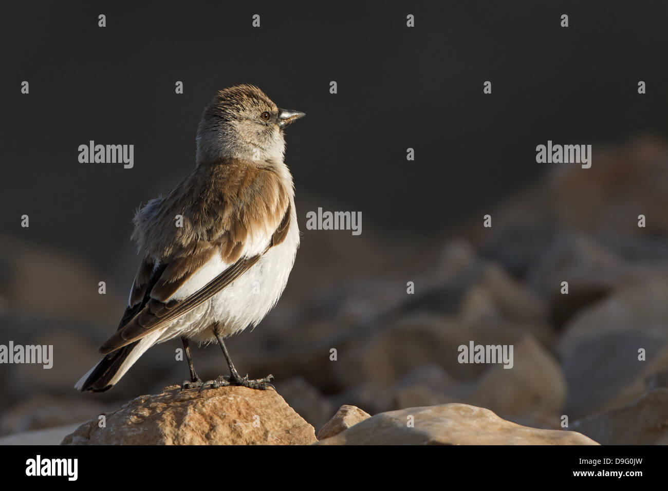 Snow Finch, White-winged Snow Finch, Montifringilla nivalis ...