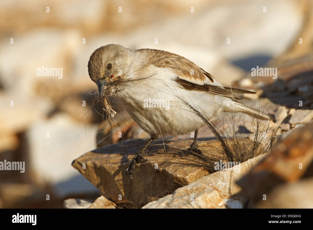 Snow Finch, White-winged Snow Finch, Montifringilla nivalis ...