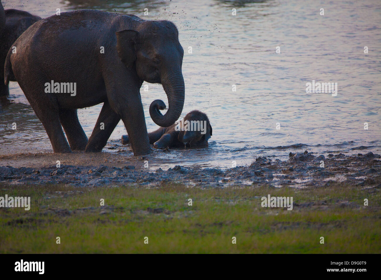 Elephant washing in the river Stock Photo - Alamy