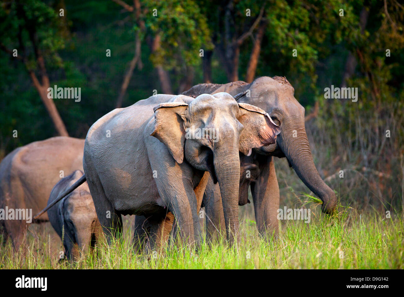 Elephant in forest Stock Photo - Alamy
