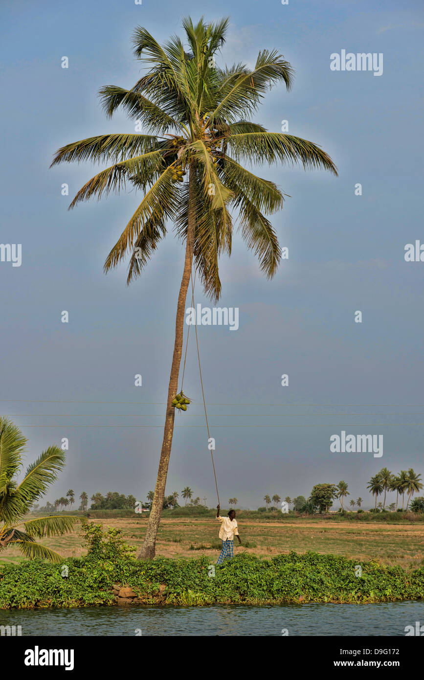 picking coconuts in the backwaters of Kerala, India Stock Photo - Alamy