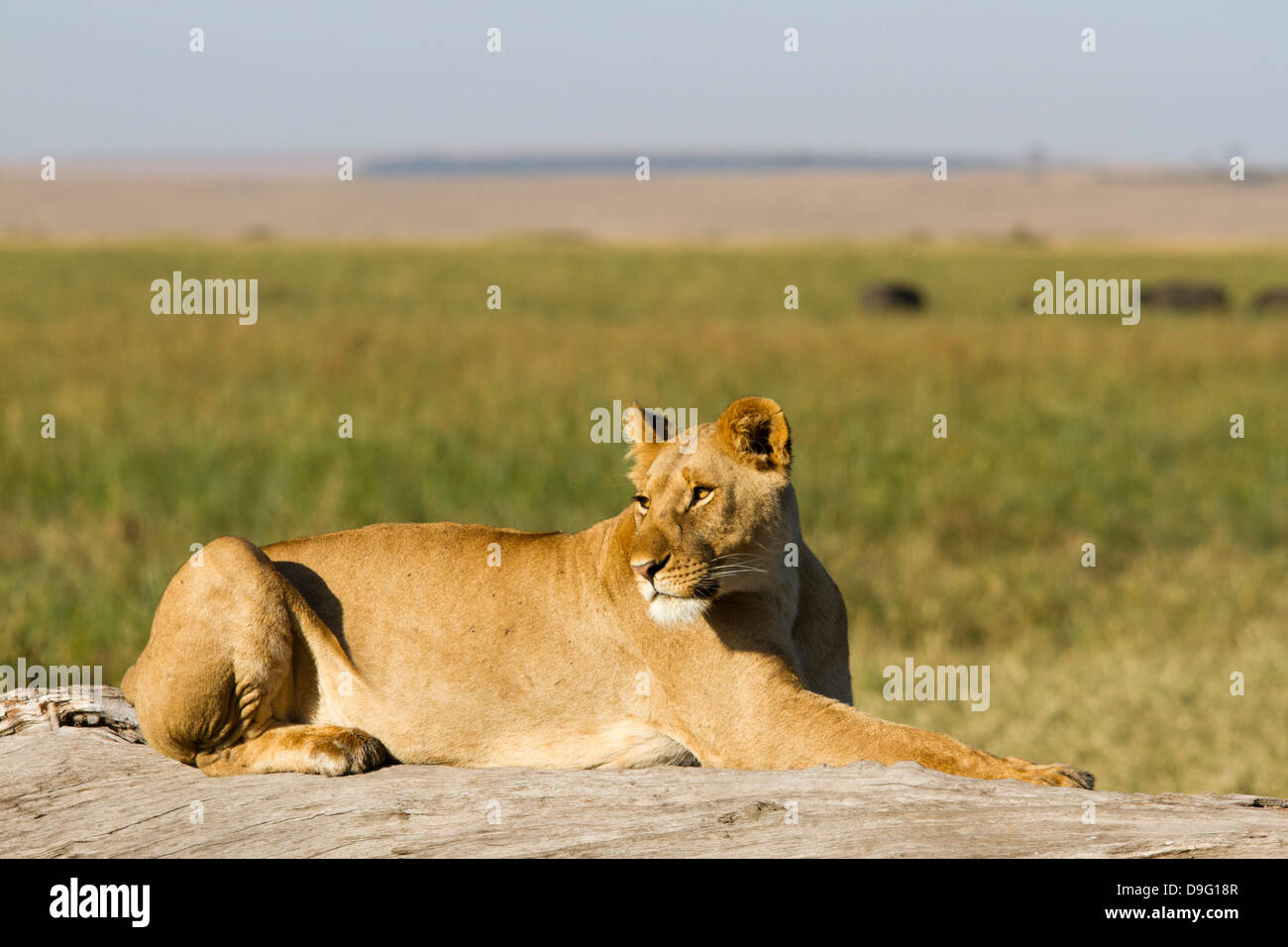 Lion Lying Down Side View