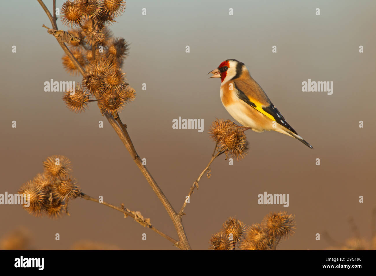 Stieglitz distelfink (carduelis carduelis) hi-res stock photography and ...